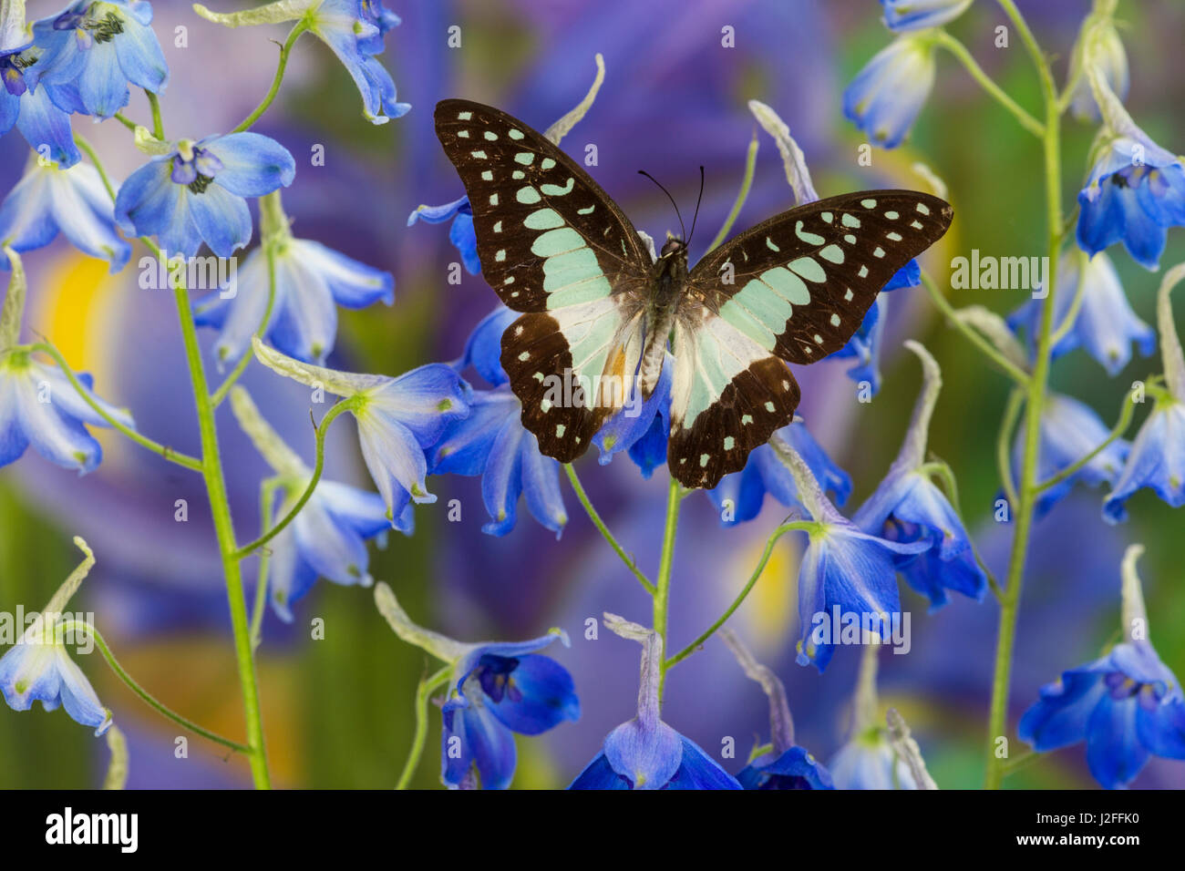 The Lesser Jay Butterfly, Graphium evemon orthia Stock Photo - Alamy