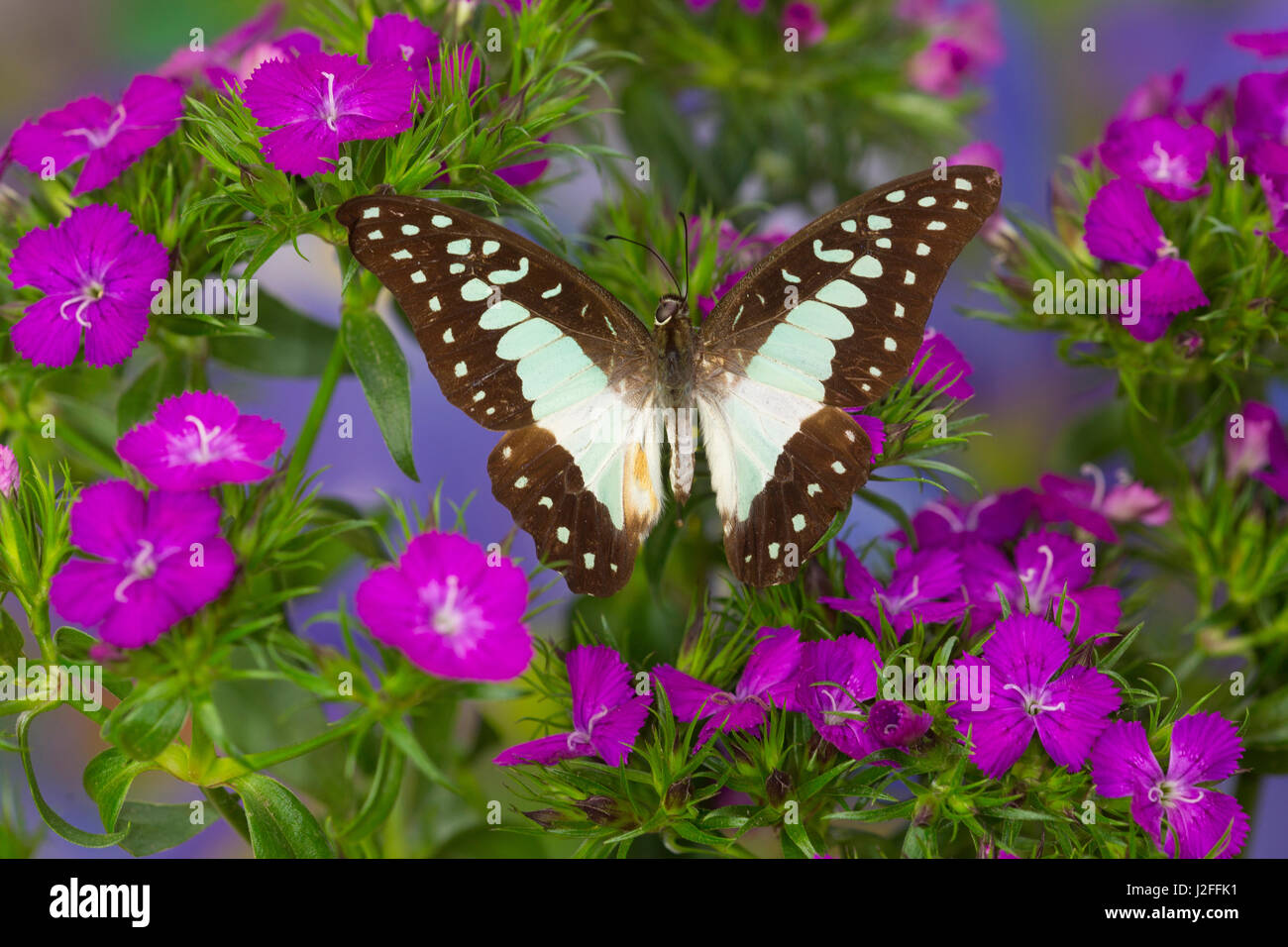 Graphium evemon orthia hi-res stock photography and images - Alamy