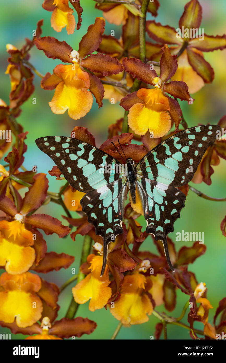 The Large Striped Swordtail Butterfly, Graphium antheus Stock Photo - Alamy