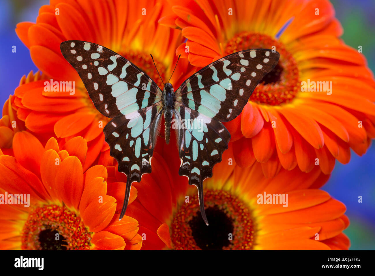 The Large Striped Swordtail Butterfly, Graphium antheus Stock Photo - Alamy