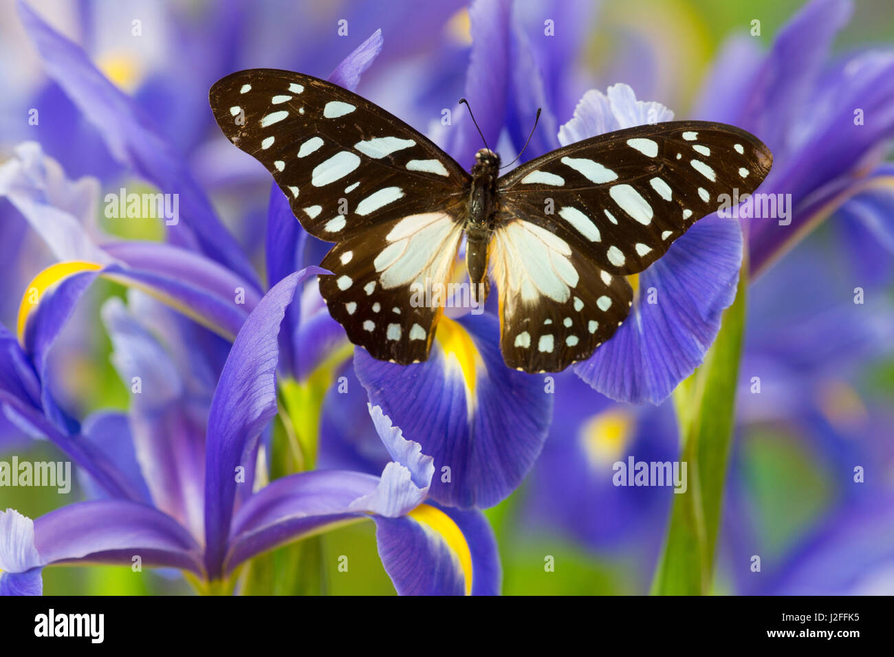 The Veined Swordtail Butterfly, Graphium Leonidas Stock Photo - Alamy