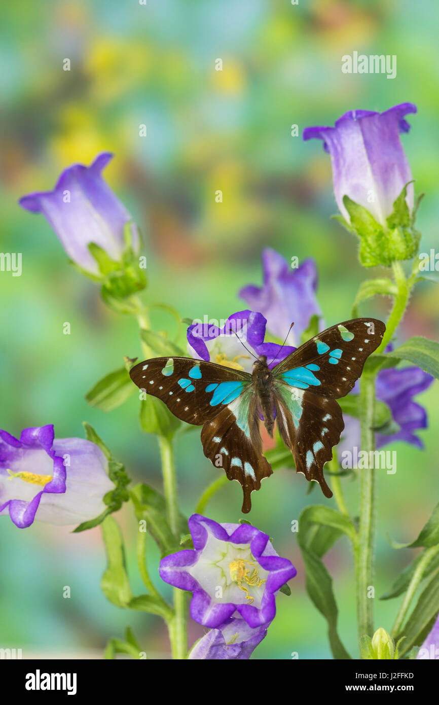 Graphium stresemanni swallowtail butterfly hi-res stock photography and ...