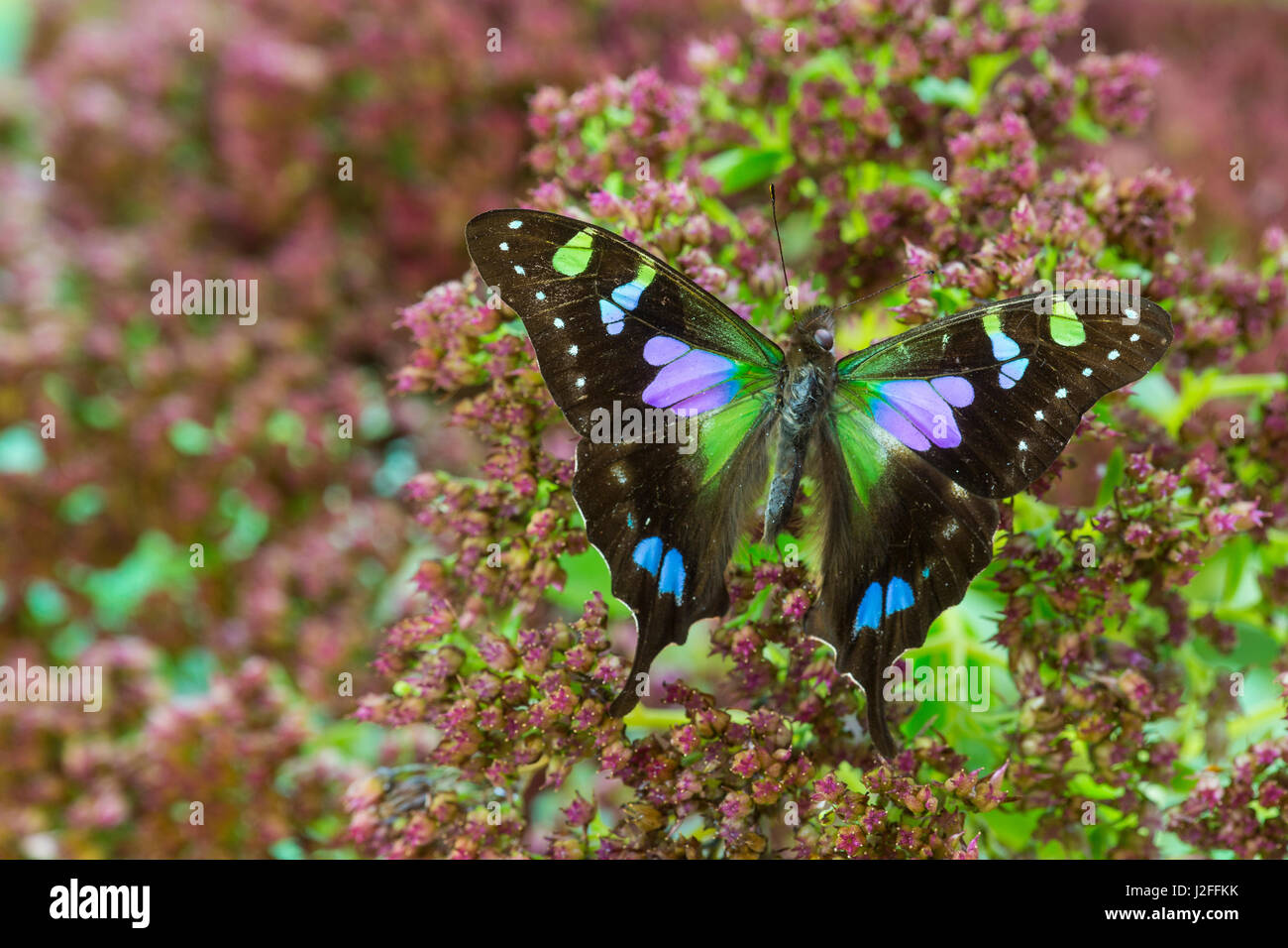Purple spotted Swallowtail butterfly, Graphium weiski Stock Photo - Alamy