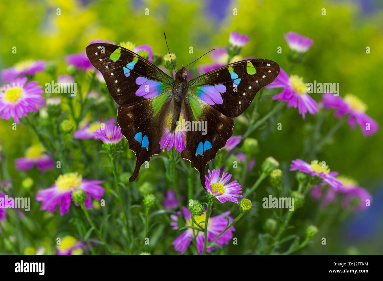 Purple spotted swallowtail hi-res stock photography and images - Alamy