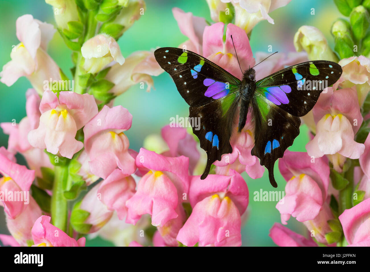 Purple spotted Swallowtail butterfly, Graphium weiski Stock Photo - Alamy