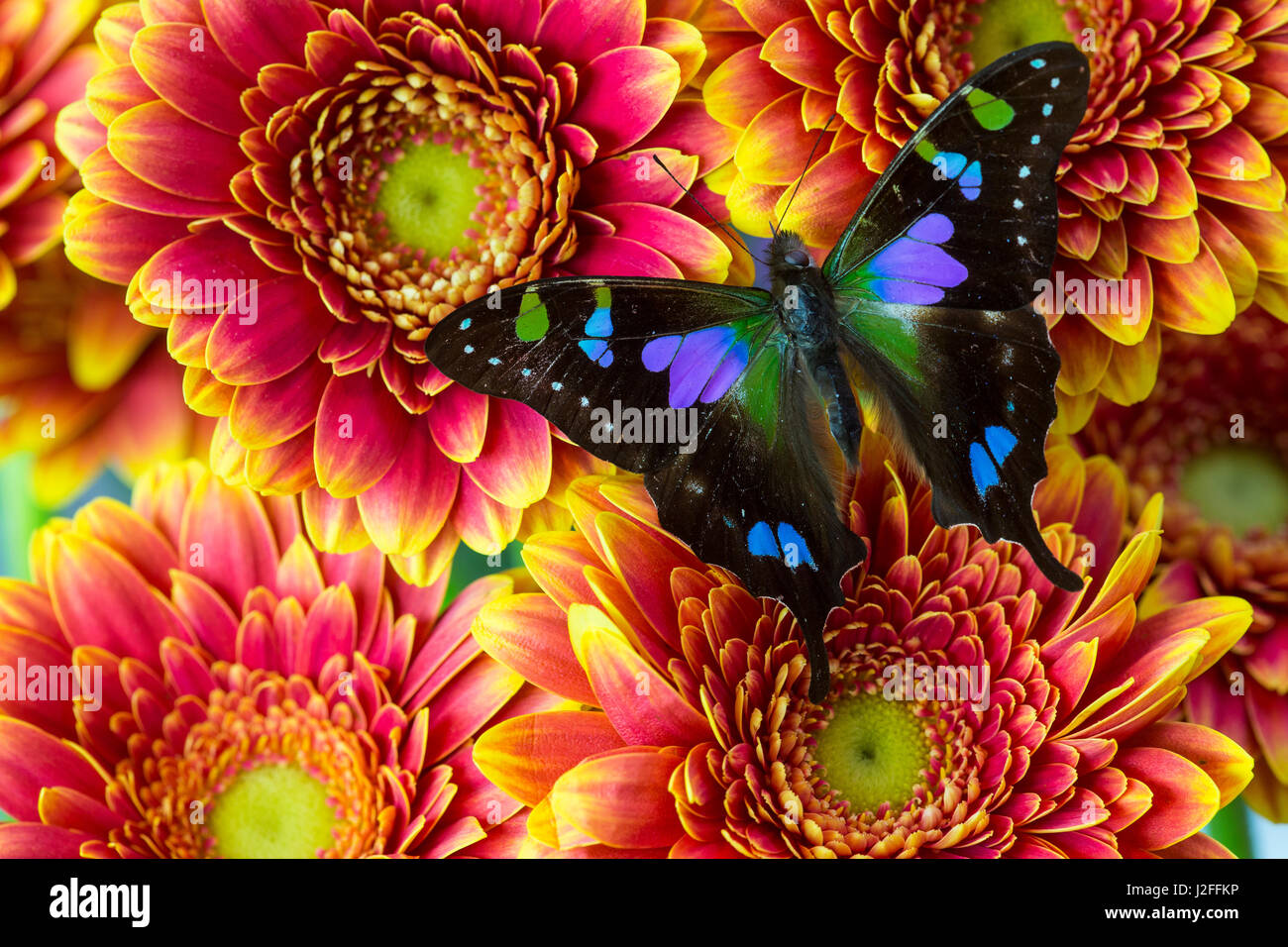 Purple spotted Swallowtail butterfly, Graphium weiski Stock Photo - Alamy