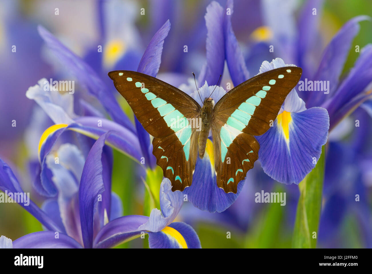 Blue Triangle Butterfly, Graphium sarpedon Stock Photo - Alamy