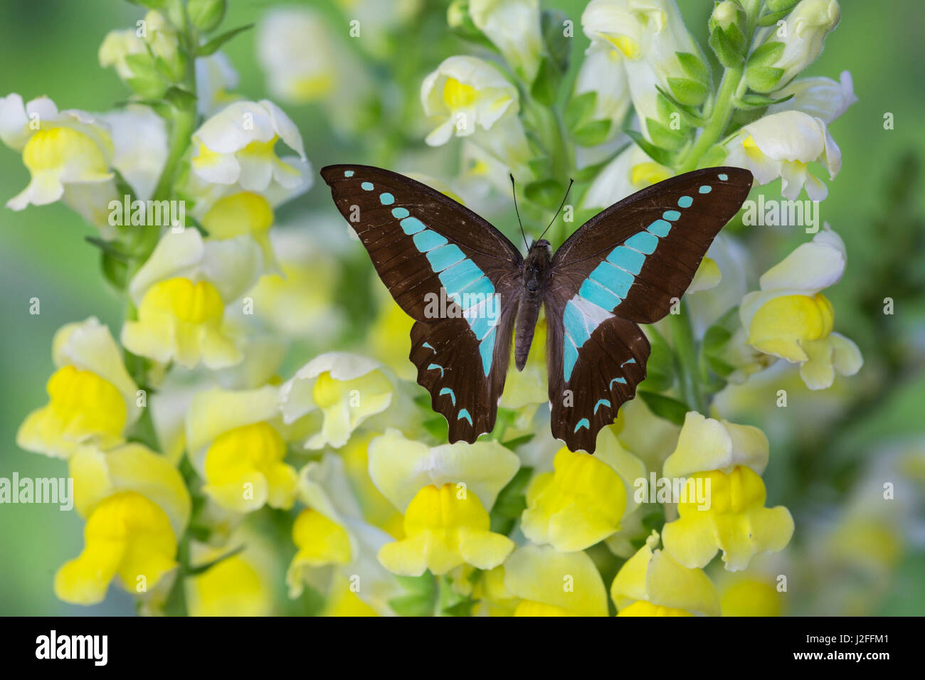 Blue Triangle Butterfly, Graphium sarpedon Stock Photo - Alamy