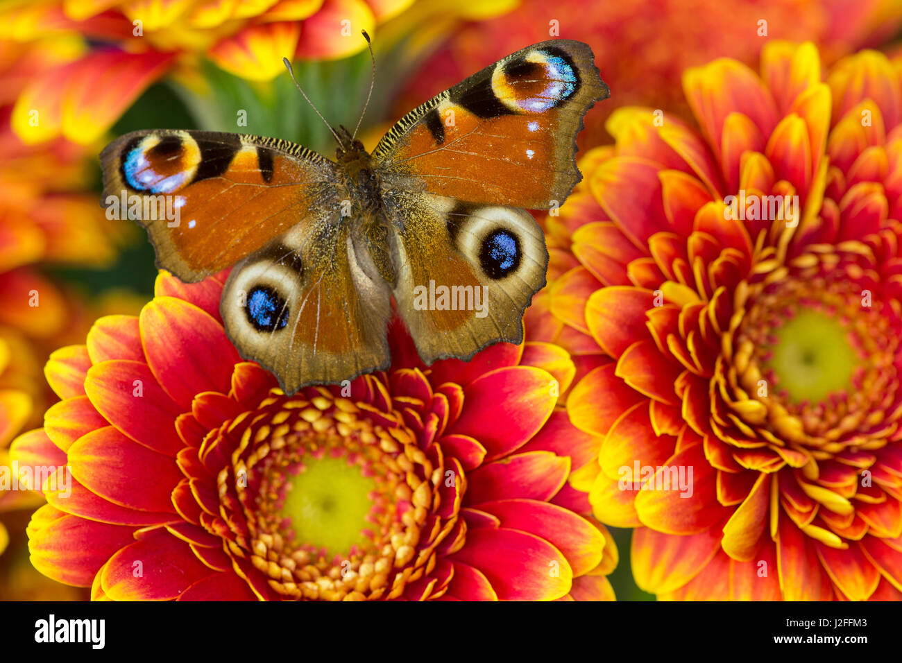 The European Peacock Butterfly, Inachis io Stock Photo - Alamy