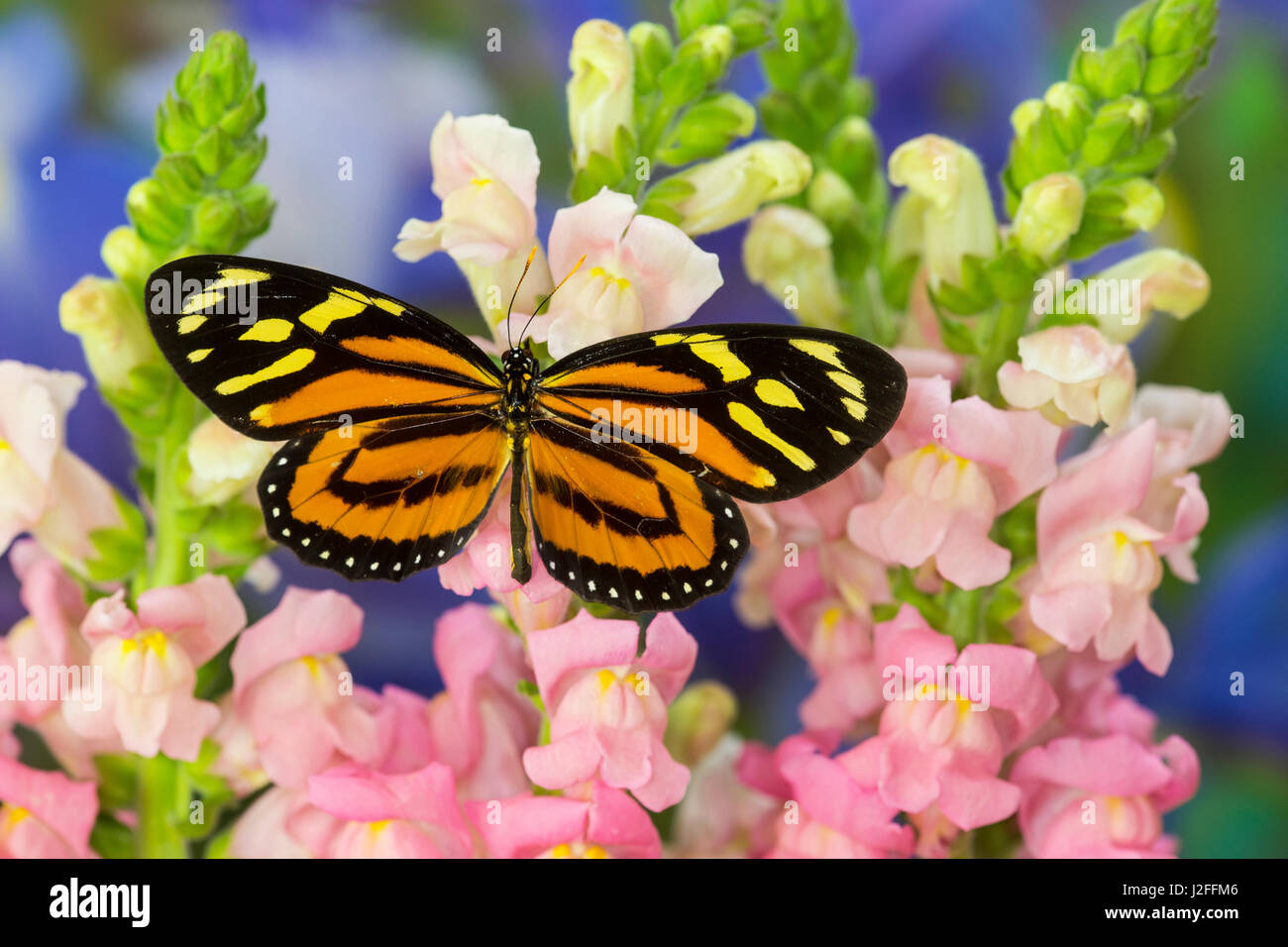 The Tropical Milkweed Butterfly, of Central and South America, Lycorea ...