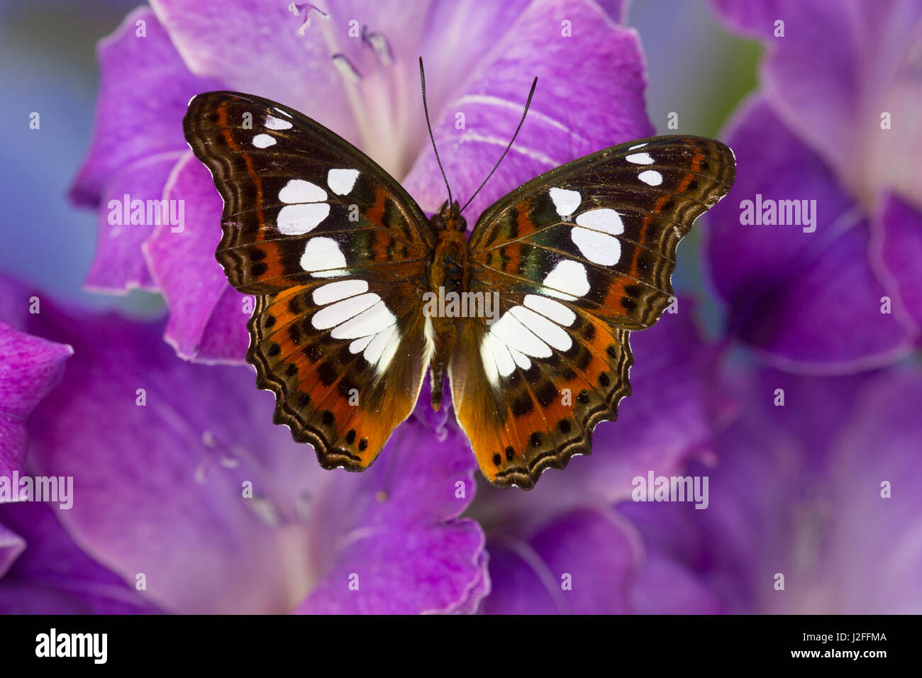 Tropical butterfly Moduza mata amida Stock Photo - Alamy