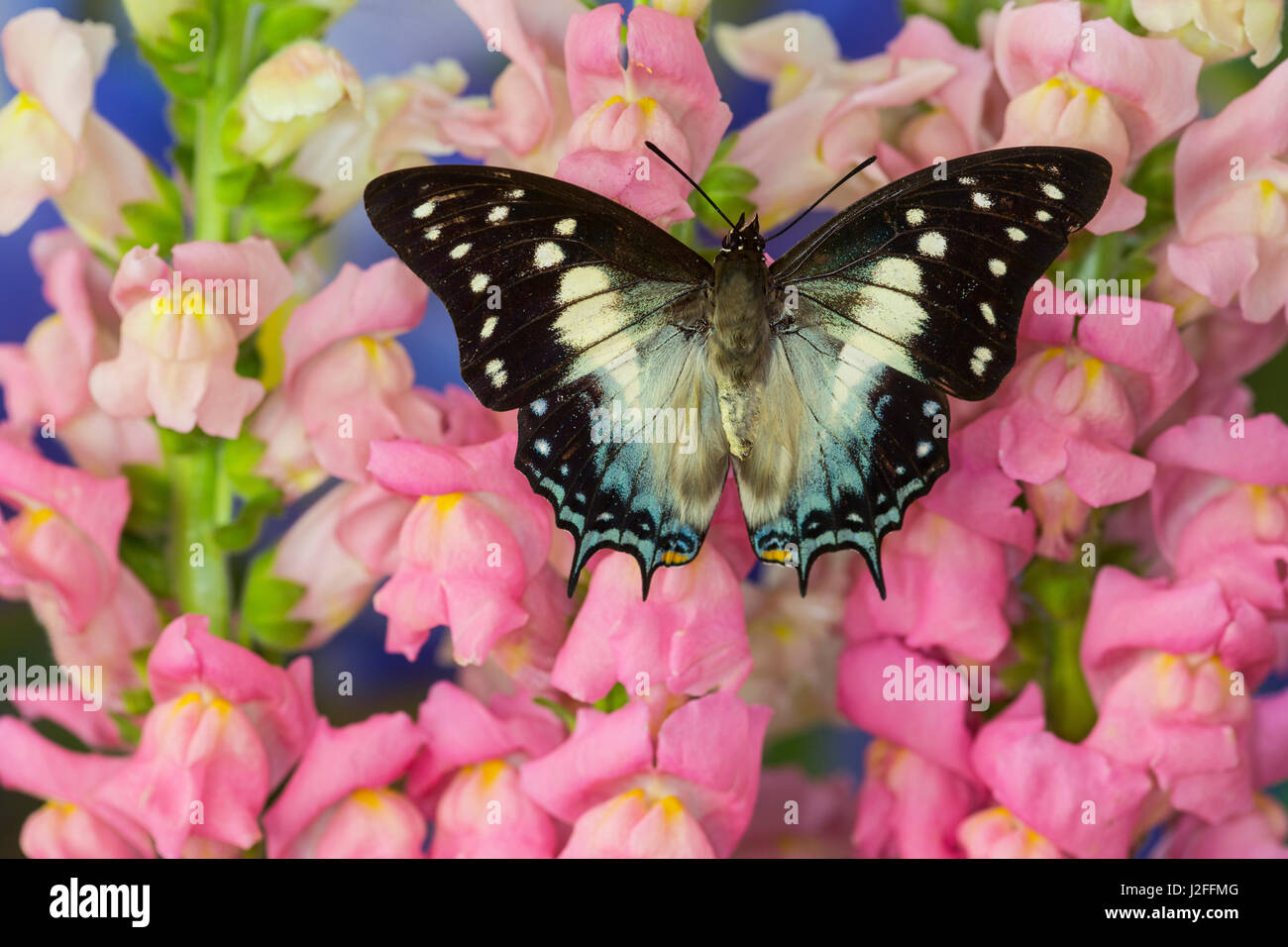 Charaxinae hi-res stock photography and images - Alamy