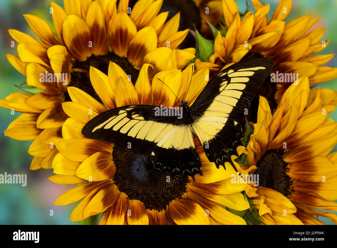 The Androgeus Swallowtail, Queen Page or Queen Swallowtail Butterfly ...