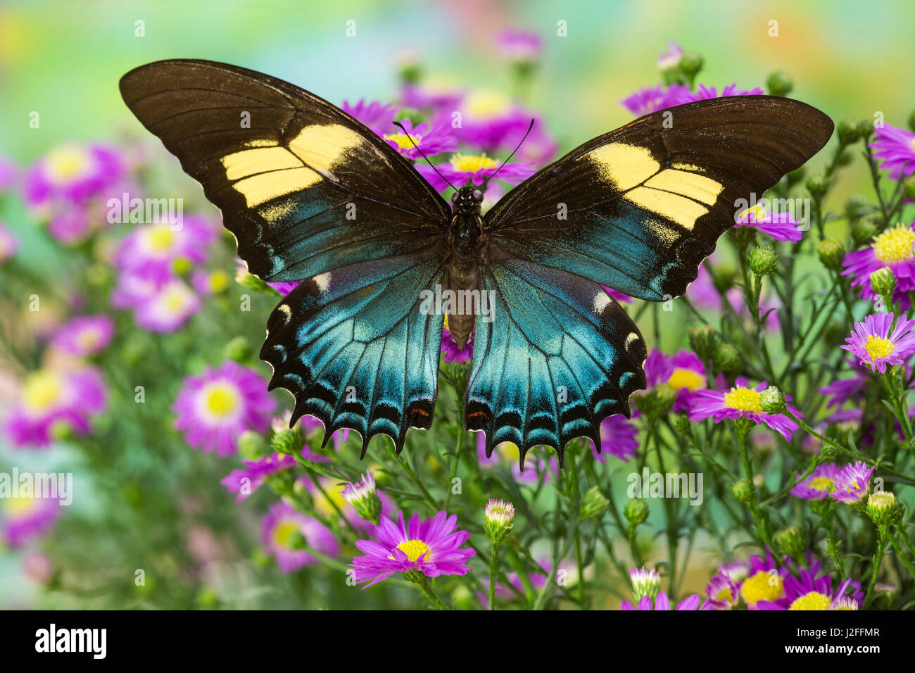 The Androgeus Swallowtail, Queen Page or Queen Swallowtail Butterfly ...