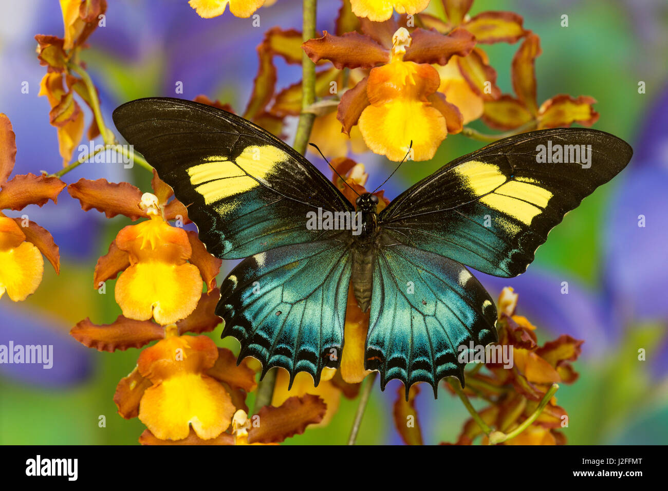 The Androgeus Swallowtail, Queen Page or Queen Swallowtail Butterfly ...