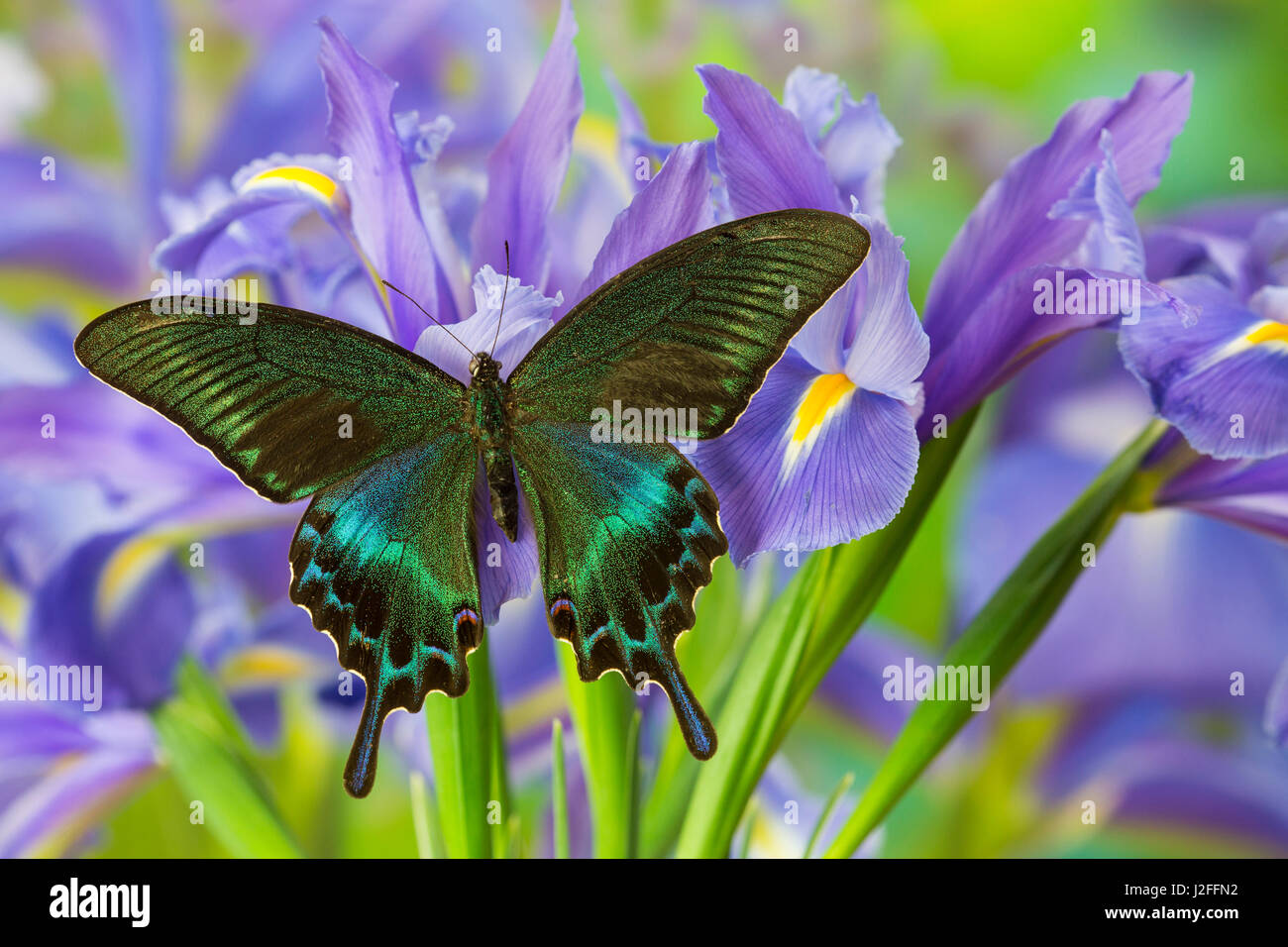The Common Peacock Swallowtail Butterfly, Papilio bianor Stock Photo ...