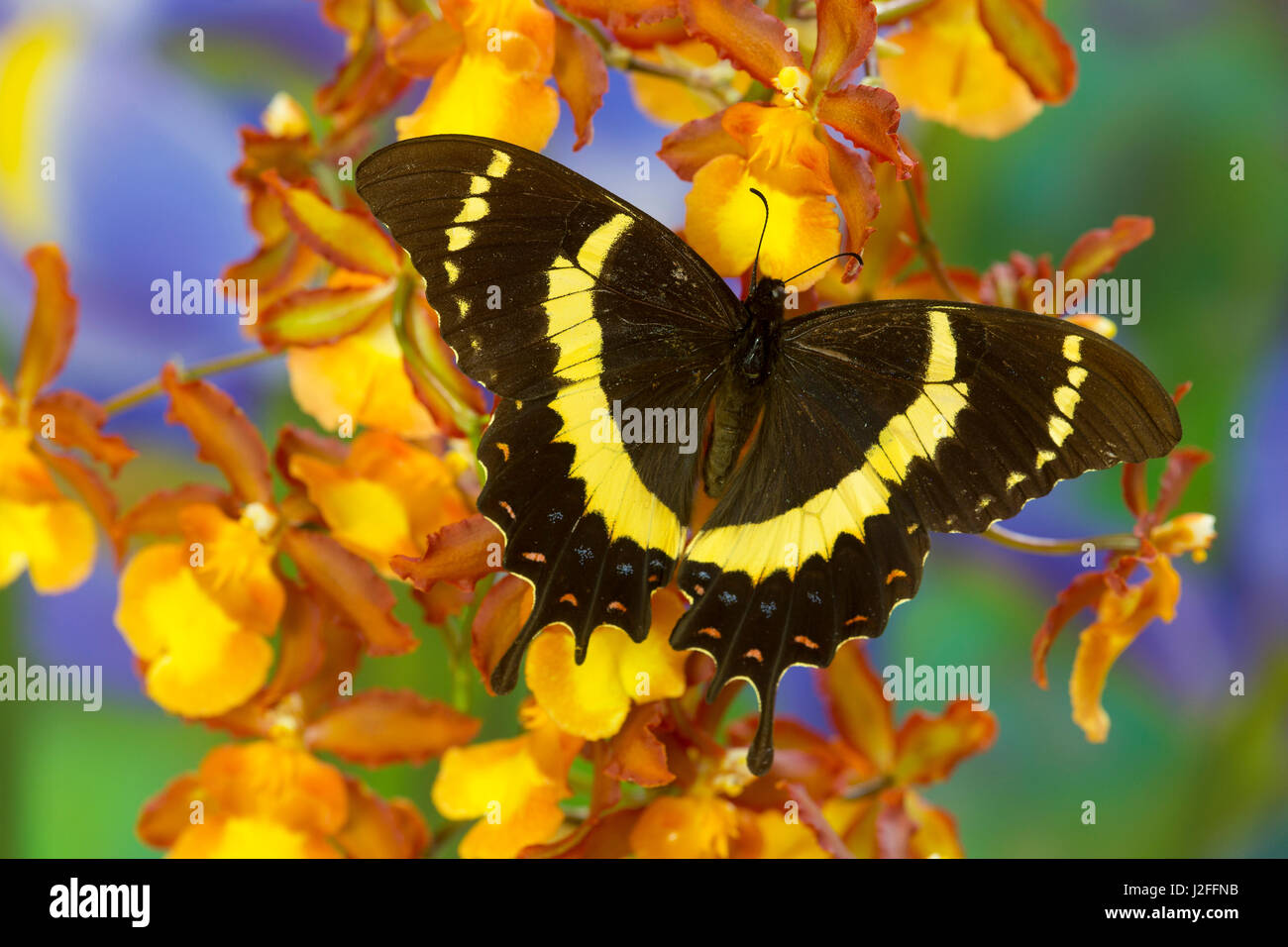The Magnificent Swallowtail Butterfly, Papilio garamas female from ...
