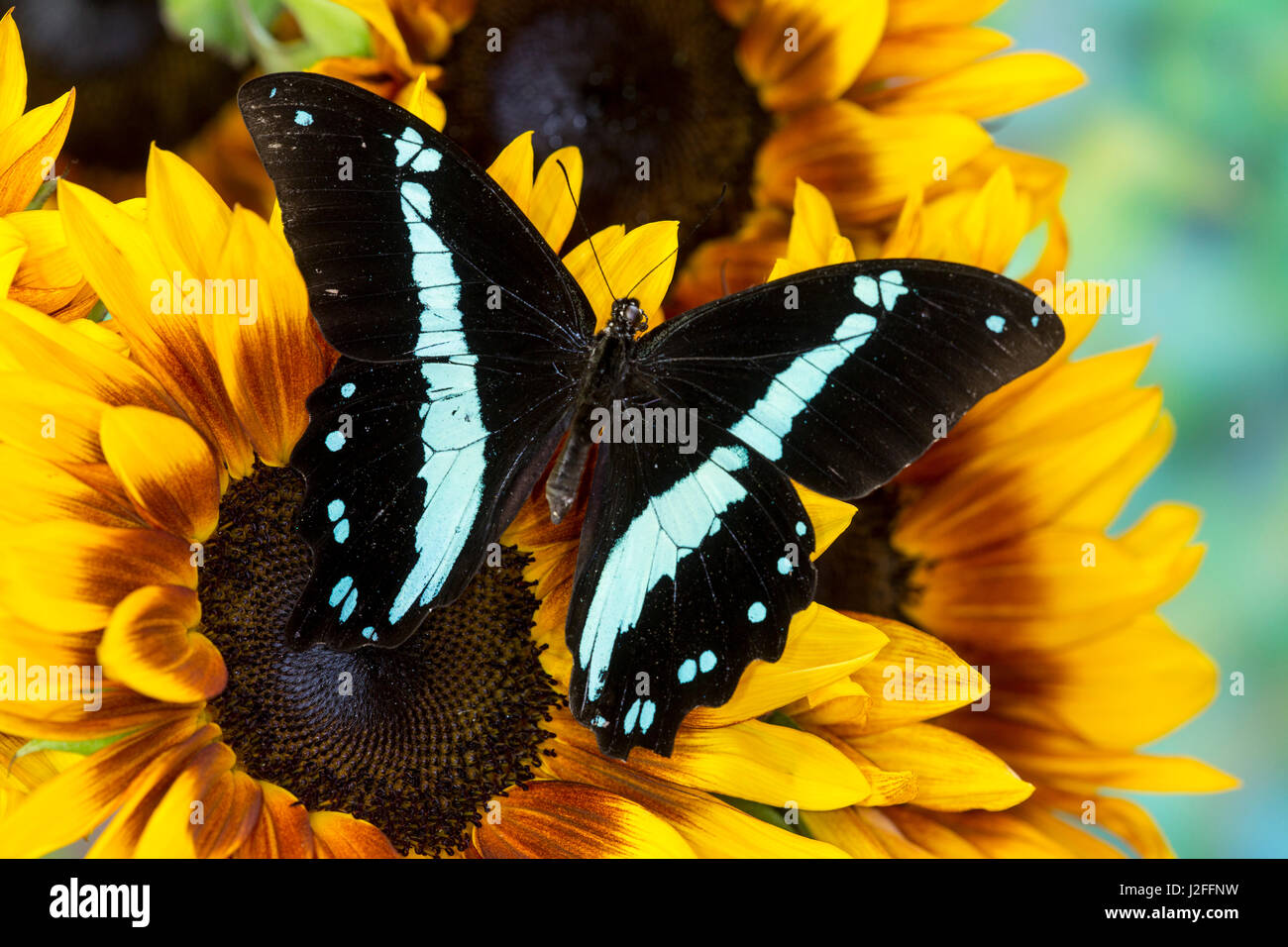 Green-banded Swallowtail or African Blue-banded Swallowtail Butterfly ...