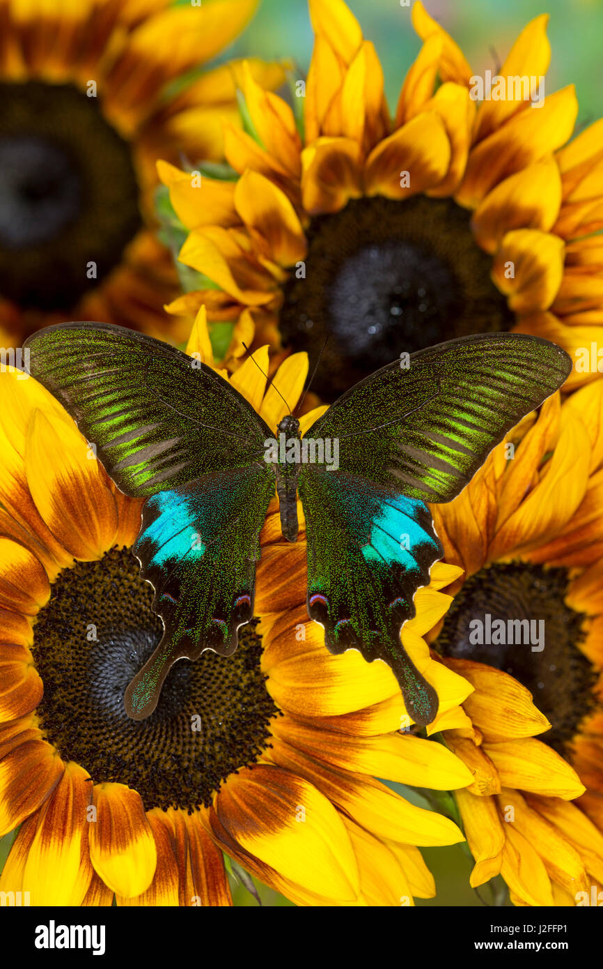 The Common Peacock Swallowtail Butterfly, Papilio Polyctor Stock Photo ...