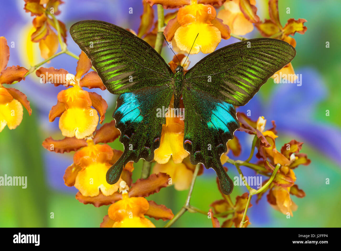 The Common Peacock Swallowtail Butterfly, Papilio Polyctor Stock Photo ...