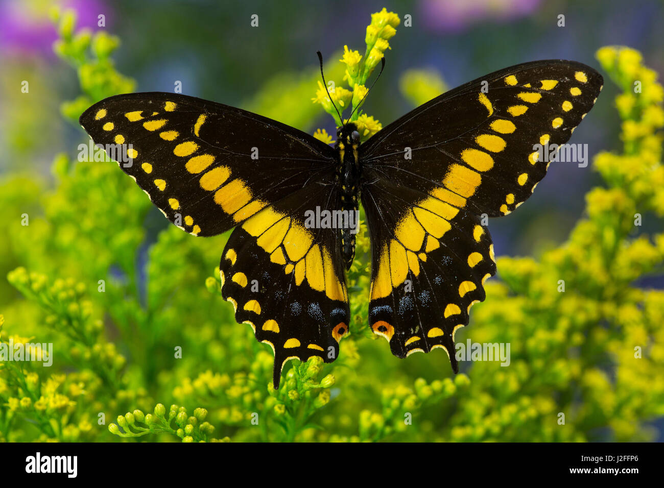 Black swallowtail male from costa rica hi-res stock photography and ...