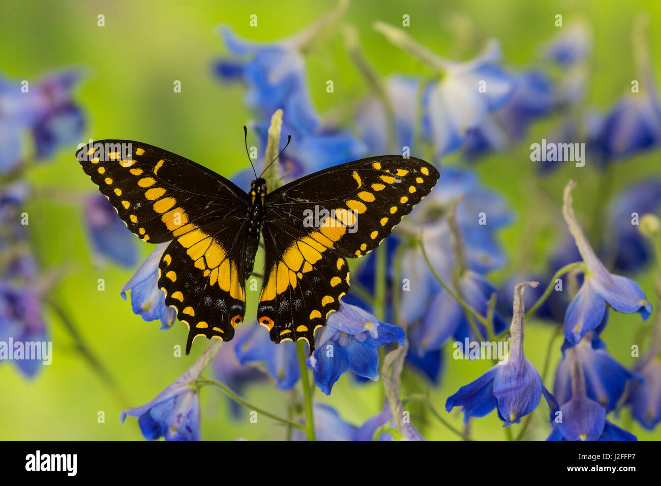 Black swallowtail male from costa rica hi-res stock photography and ...