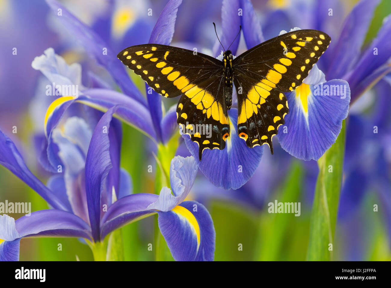 Black swallowtail male from costa rica hi-res stock photography and ...