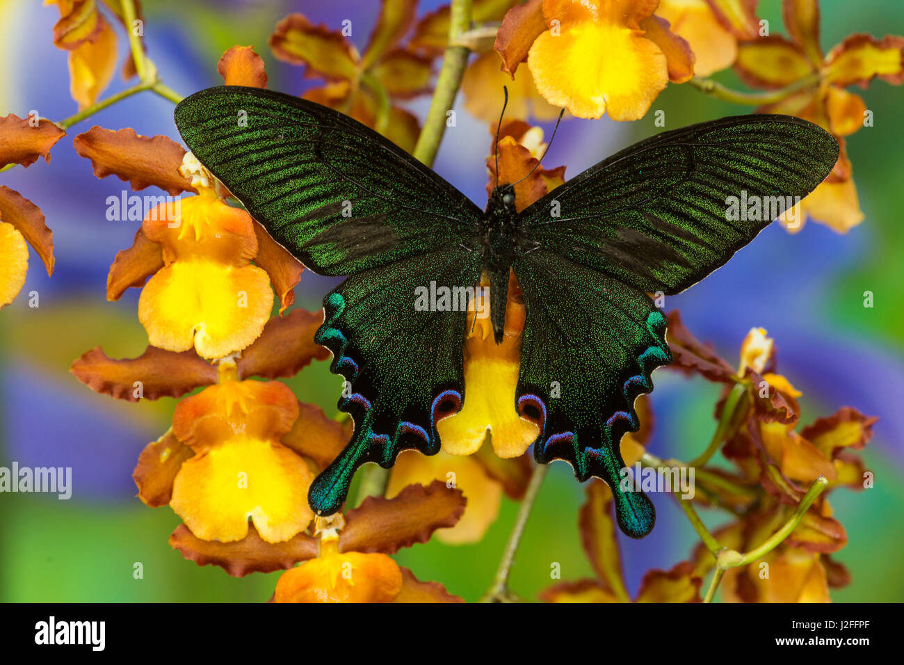 Asian Swallowtail Butterfly, Papilio syfanius Stock Photo - Alamy