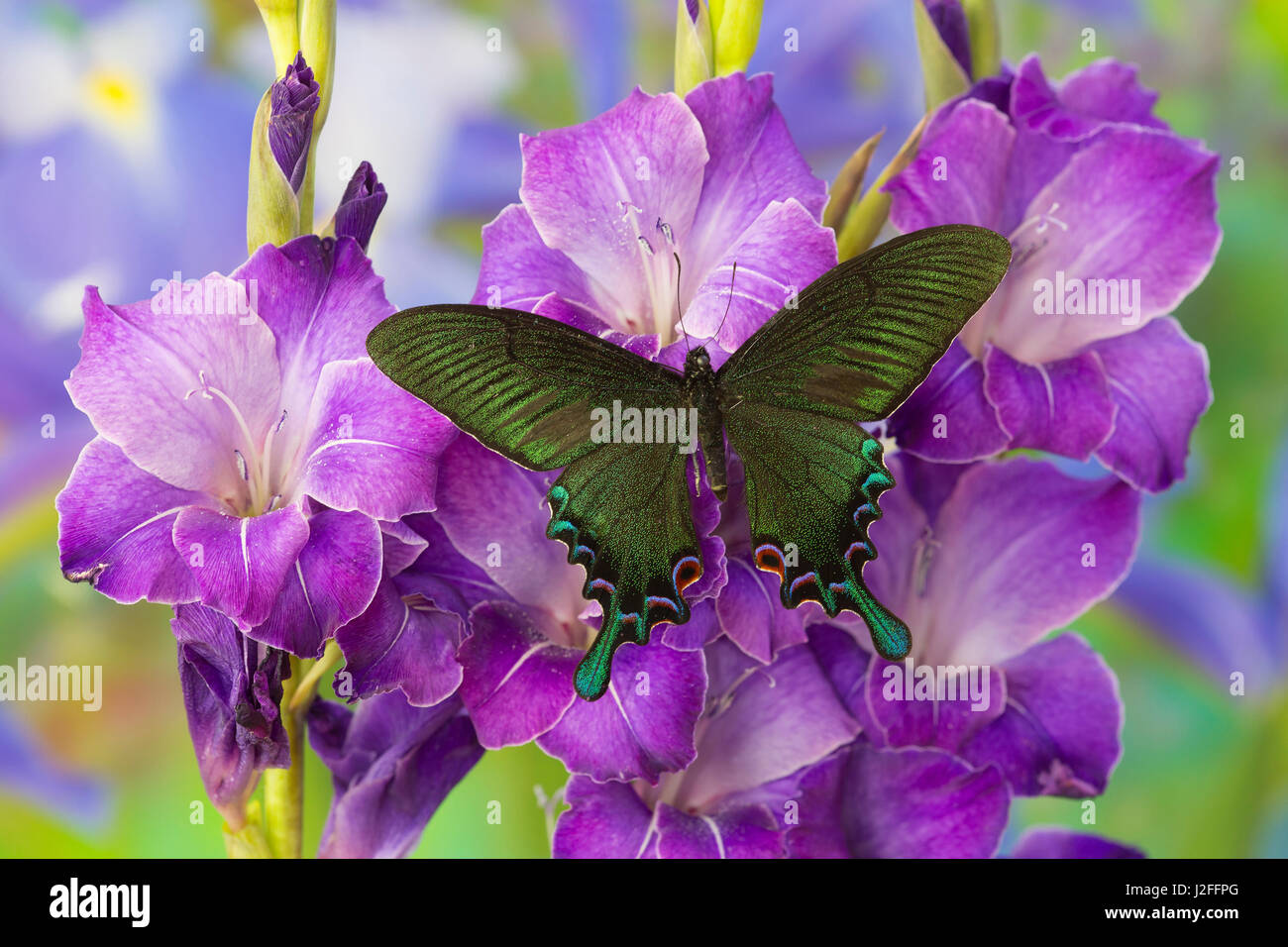 Asian Swallowtail Butterfly, Papilio syfanius Stock Photo - Alamy