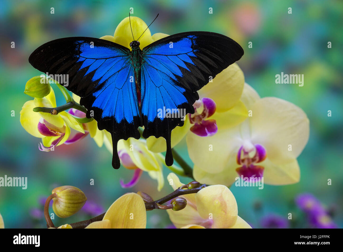 Mountain Blue Swallowtail of Australia, Papilio ulysses Stock Photo - Alamy