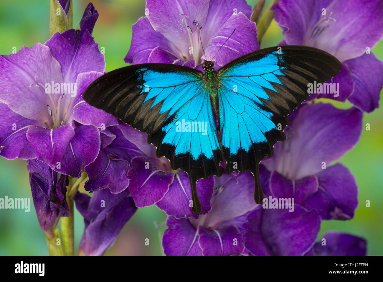 Blue mountain swallowtail hi-res stock photography and images - Alamy