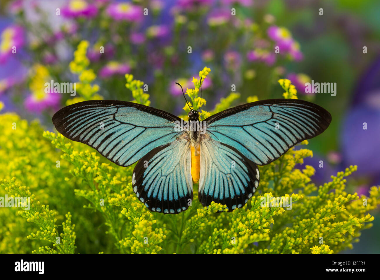 African Giant Blue Swallowtail Butterfly, Papilio zalmoxis Stock Photo ...