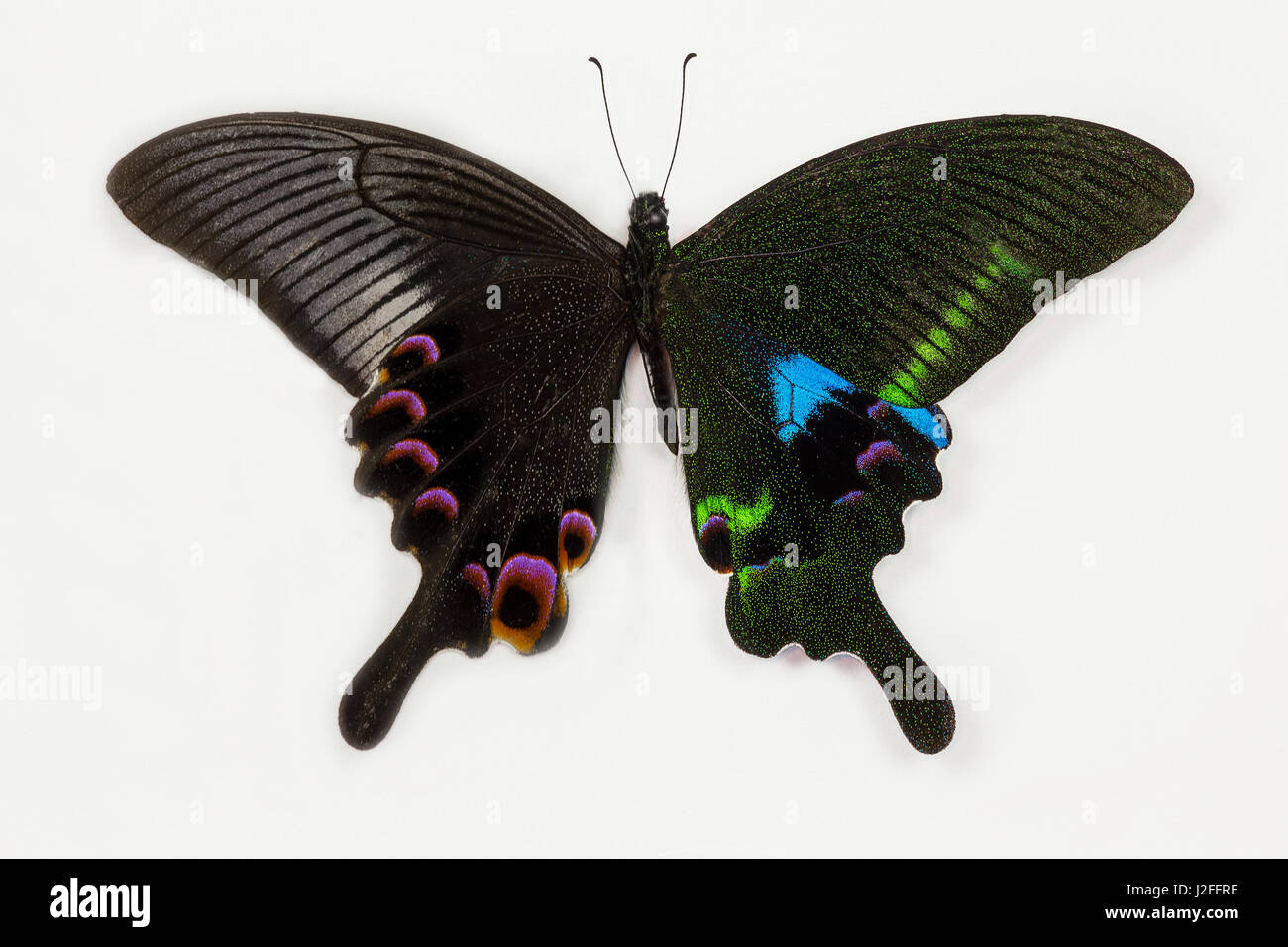 Papilio arcturus. The Blue Peacock Swallowtail Butterfly, top and ...