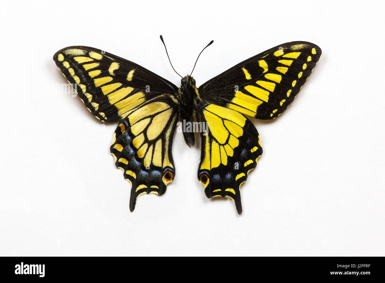 Anise Swallowtail Butterfly, Papilio zelicaon zelicaon top and bottom ...
