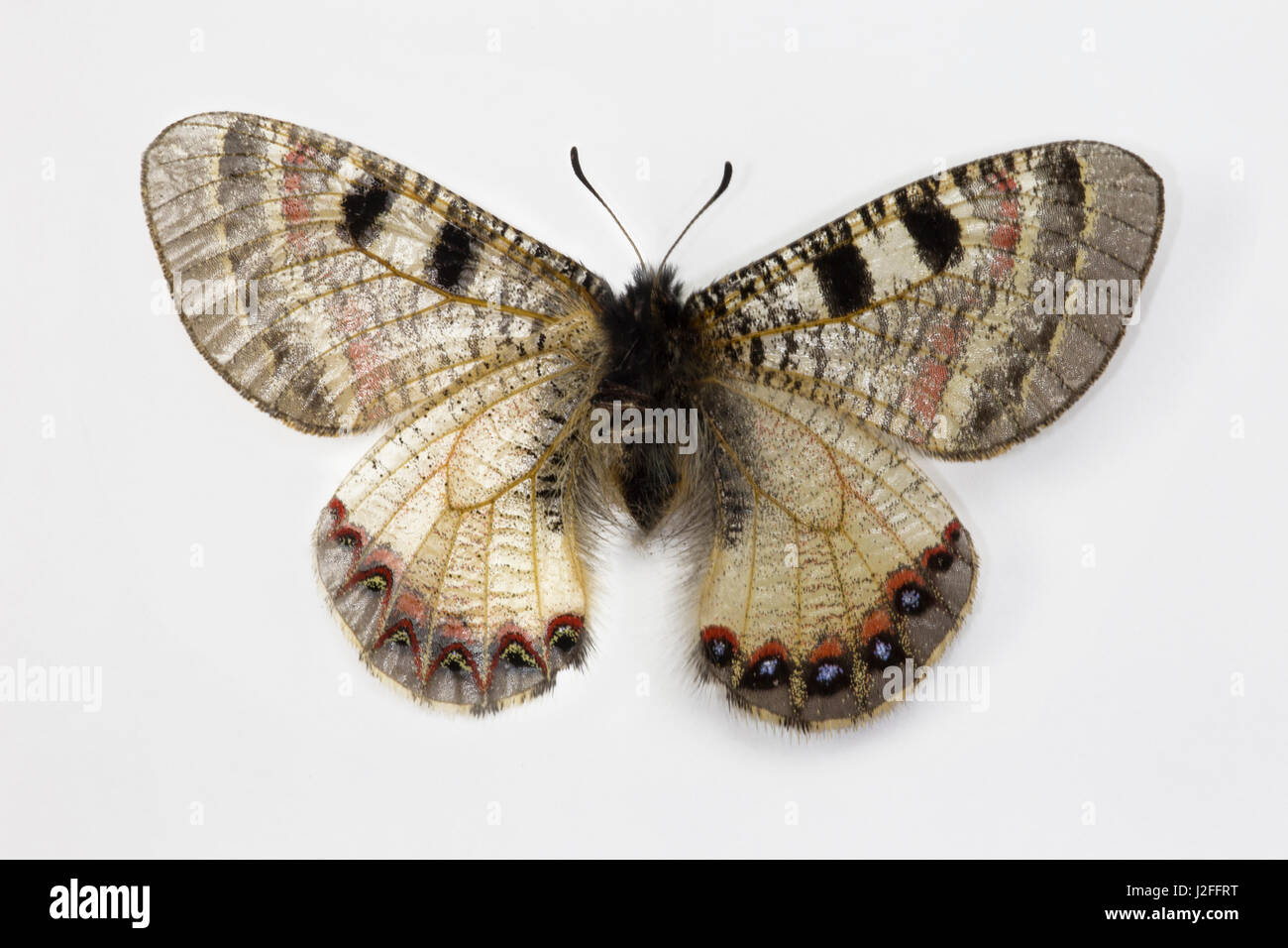 The False Apollo Butterfly, Archon apollinus, comparing the top wing ...