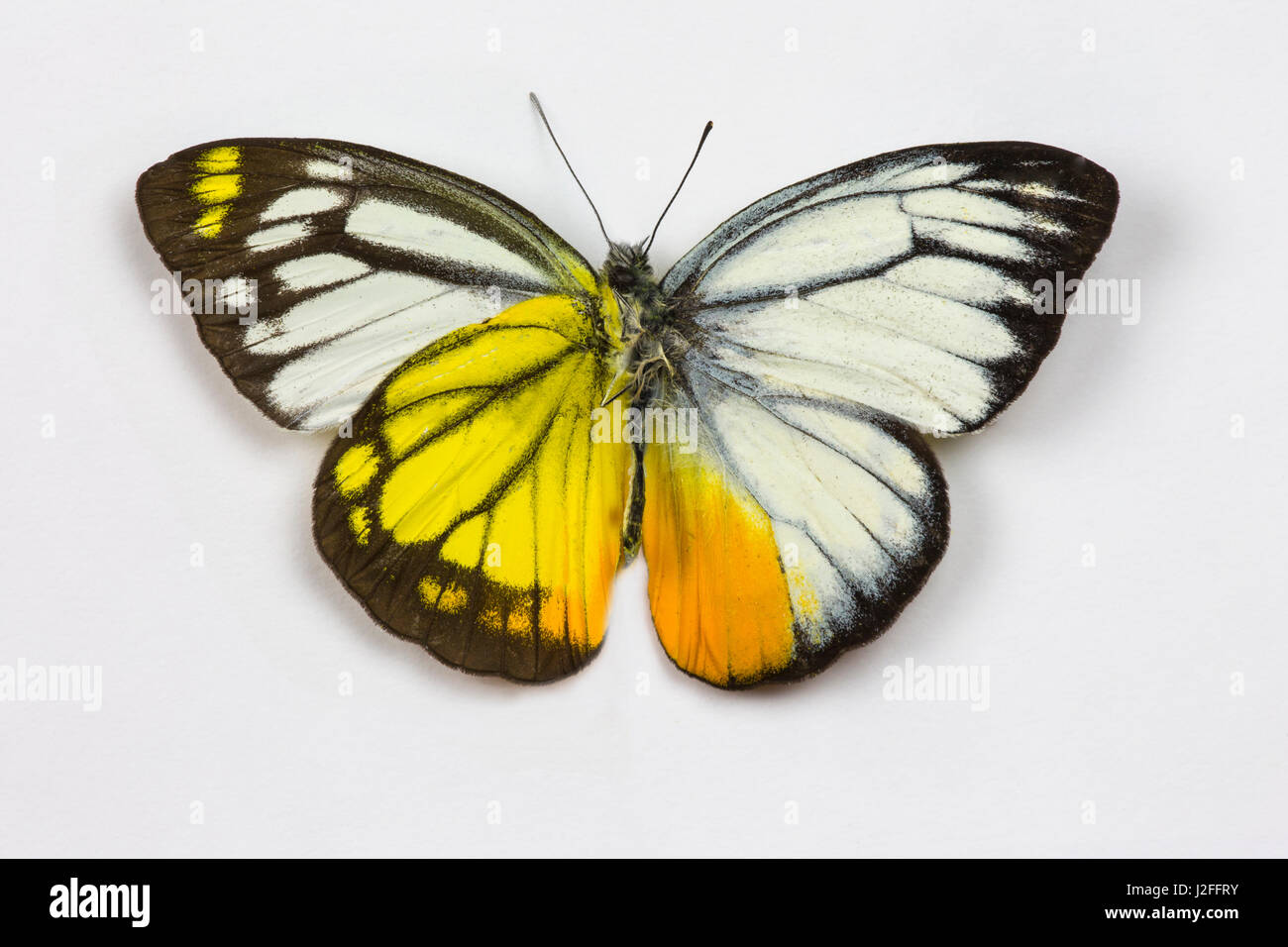 The Orange Gull Butterfly, Cepora iudith malaya comparing the top and ...