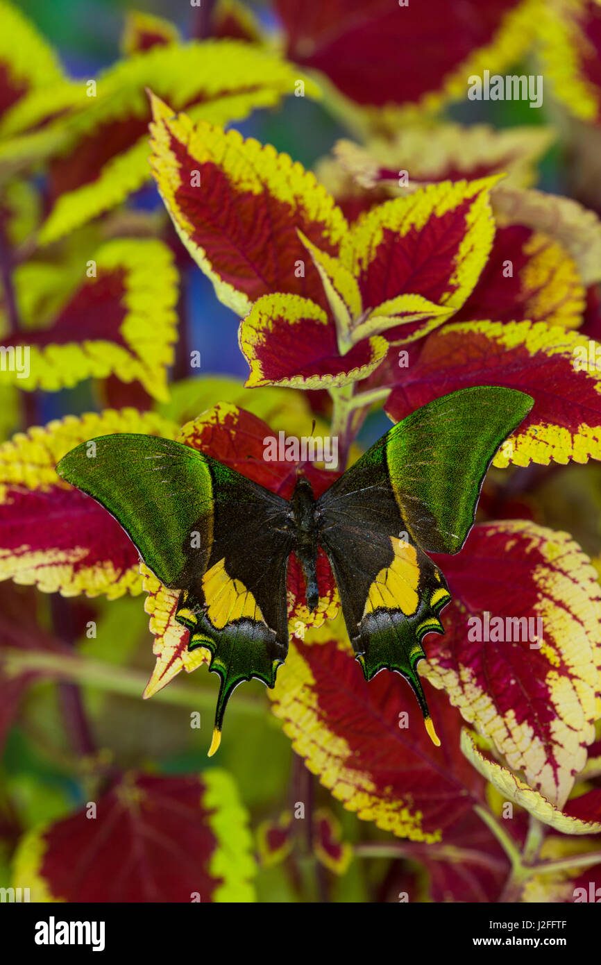 Kaiser-i-Hind or Emperor of India Butterfly, Teinopalpus imperialis ...