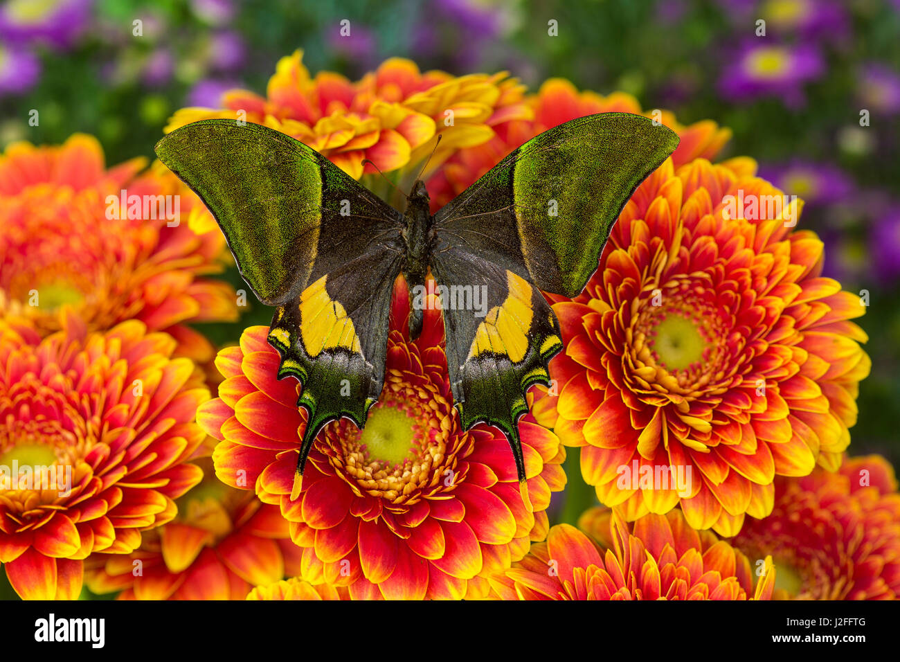 Kaiser-i-Hind or Emperor of India Butterfly, Teinopalpus imperialis ...