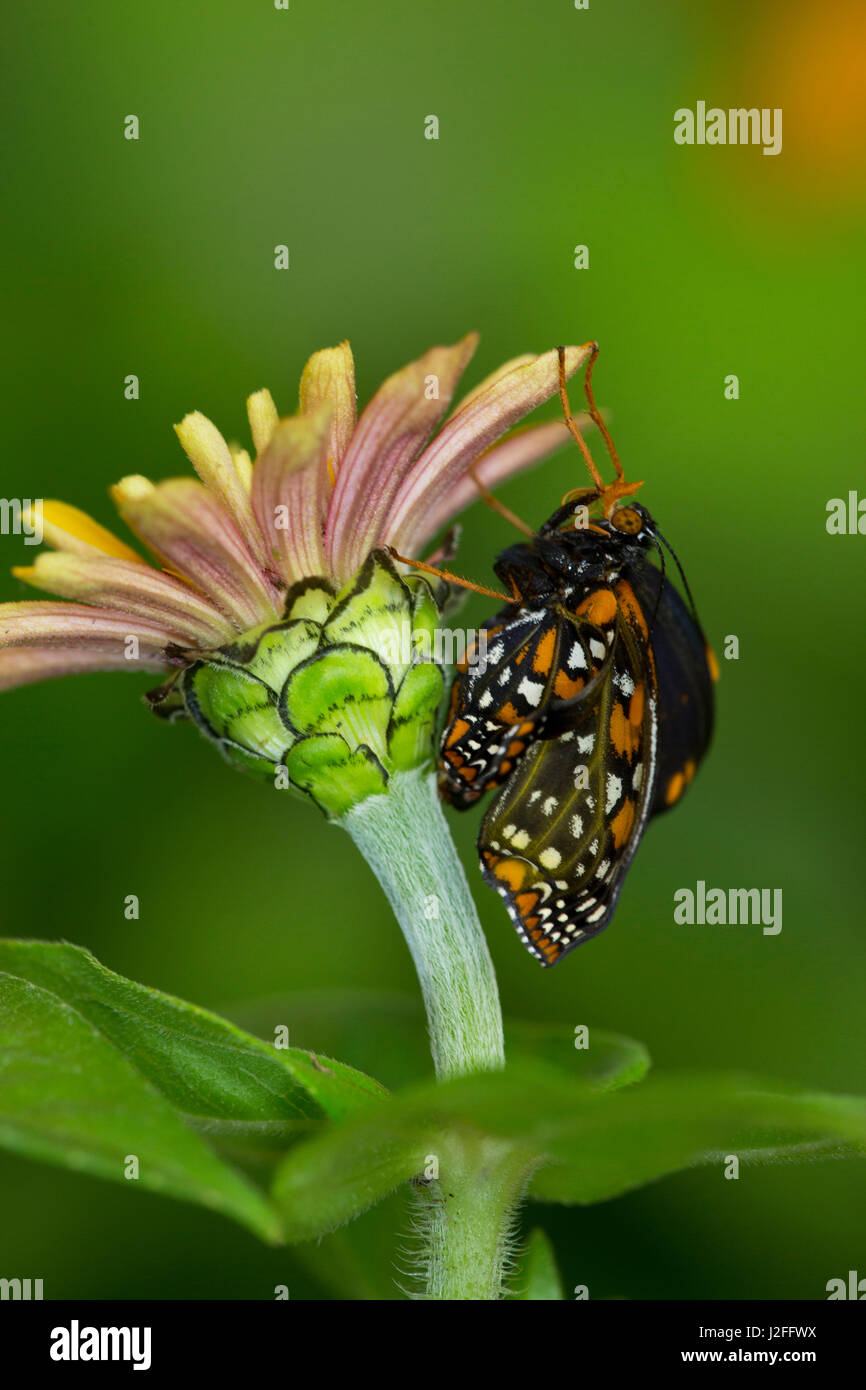 Baltimore Checkered Spot Butterfly hatching out and expanding its wings ...