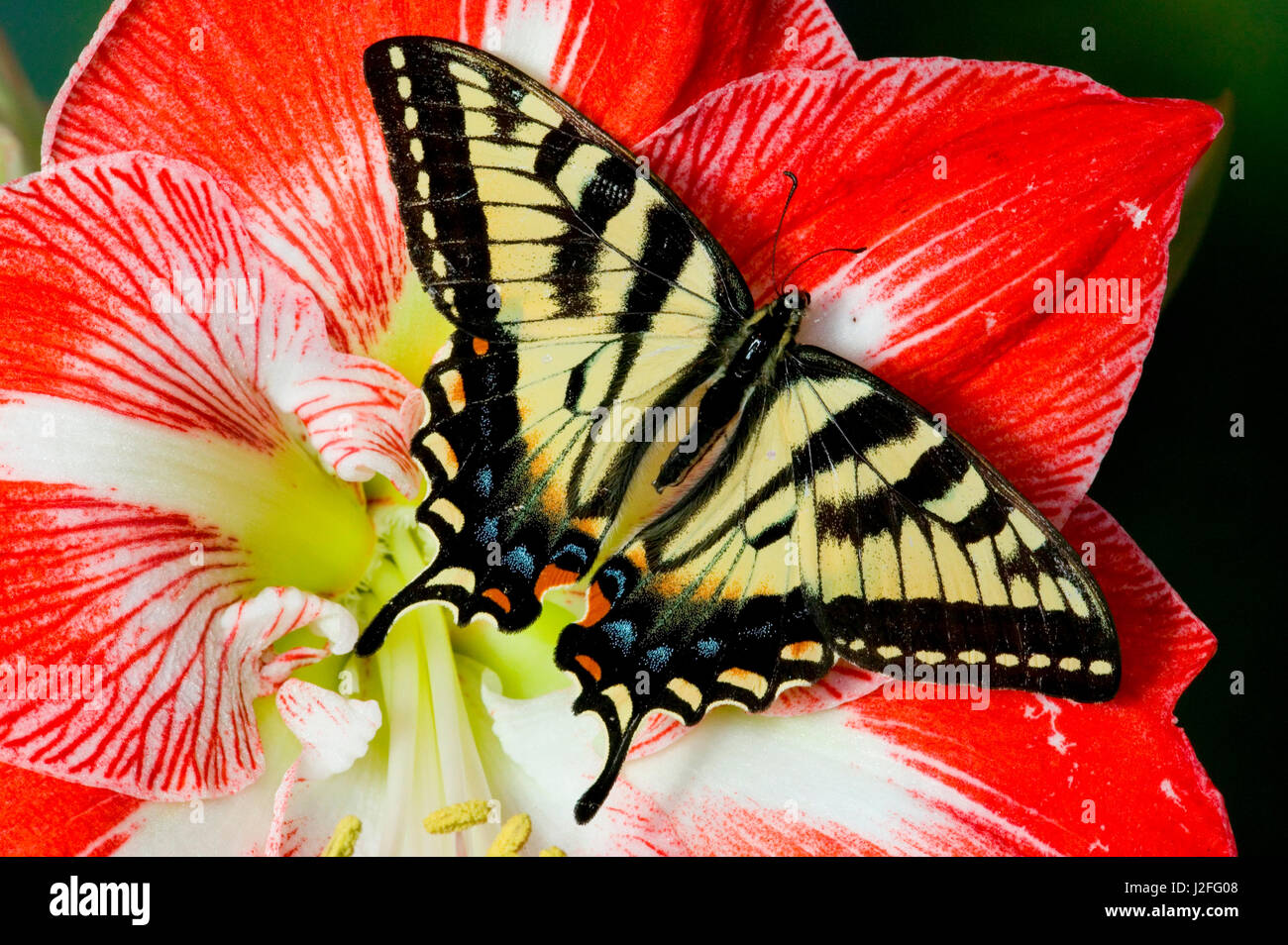 Canadian Tiger Swallowtail Butterfly, Papilio canadensis Stock Photo ...
