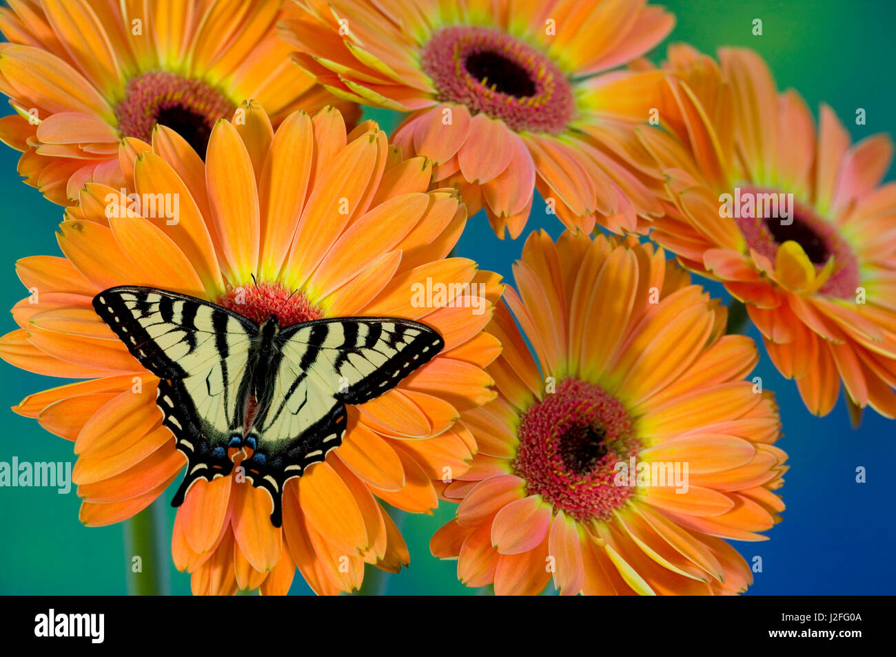 Canadian Tiger Swallowtail Butterfly, Papilio canadensis Stock Photo ...