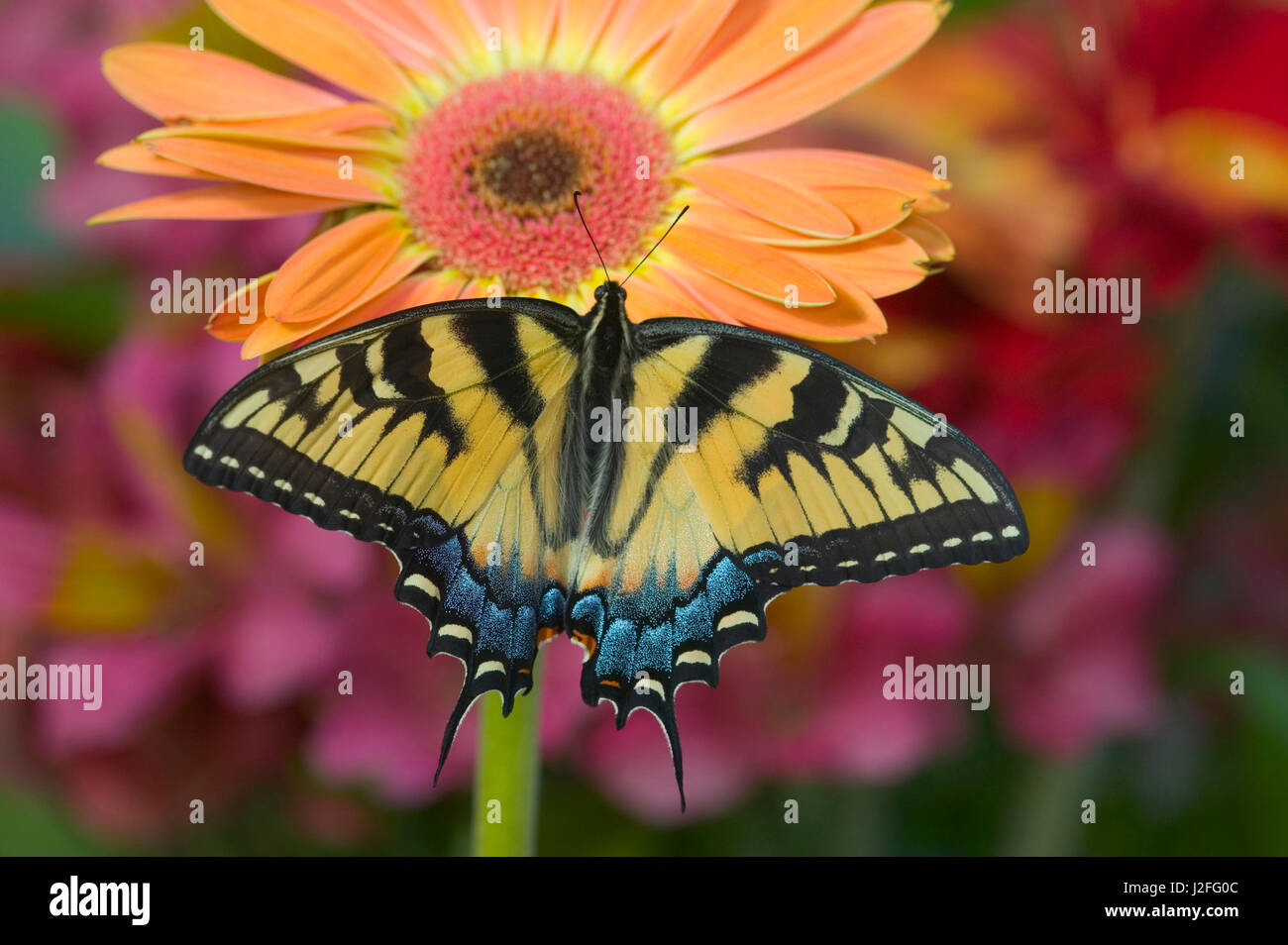 Eastern Tiger Swallowtail Butterfly, Papilio glaucus Stock Photo - Alamy