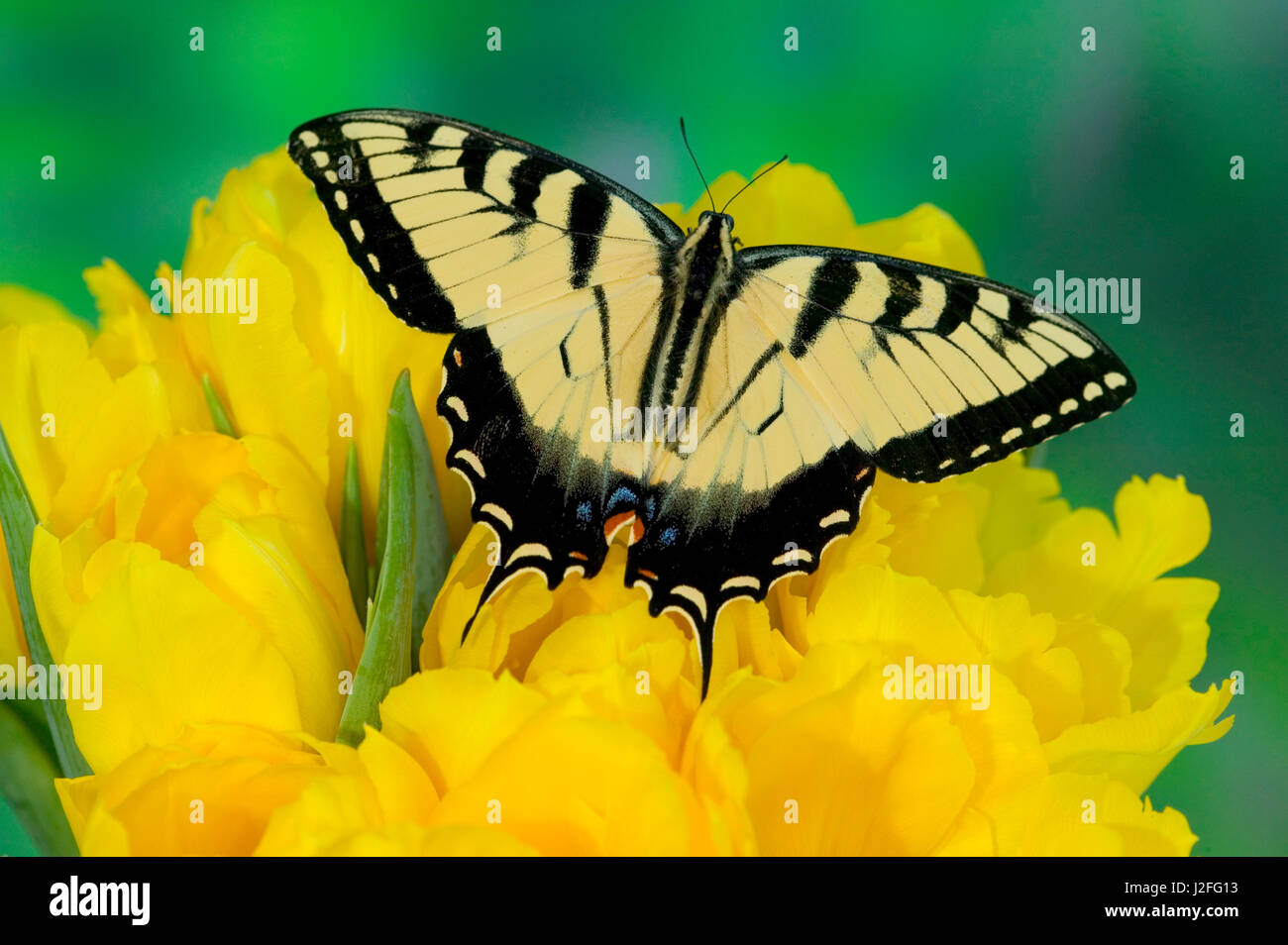 Eastern Tiger Swallowtail Butterfly, Papilio glaucus Stock Photo - Alamy