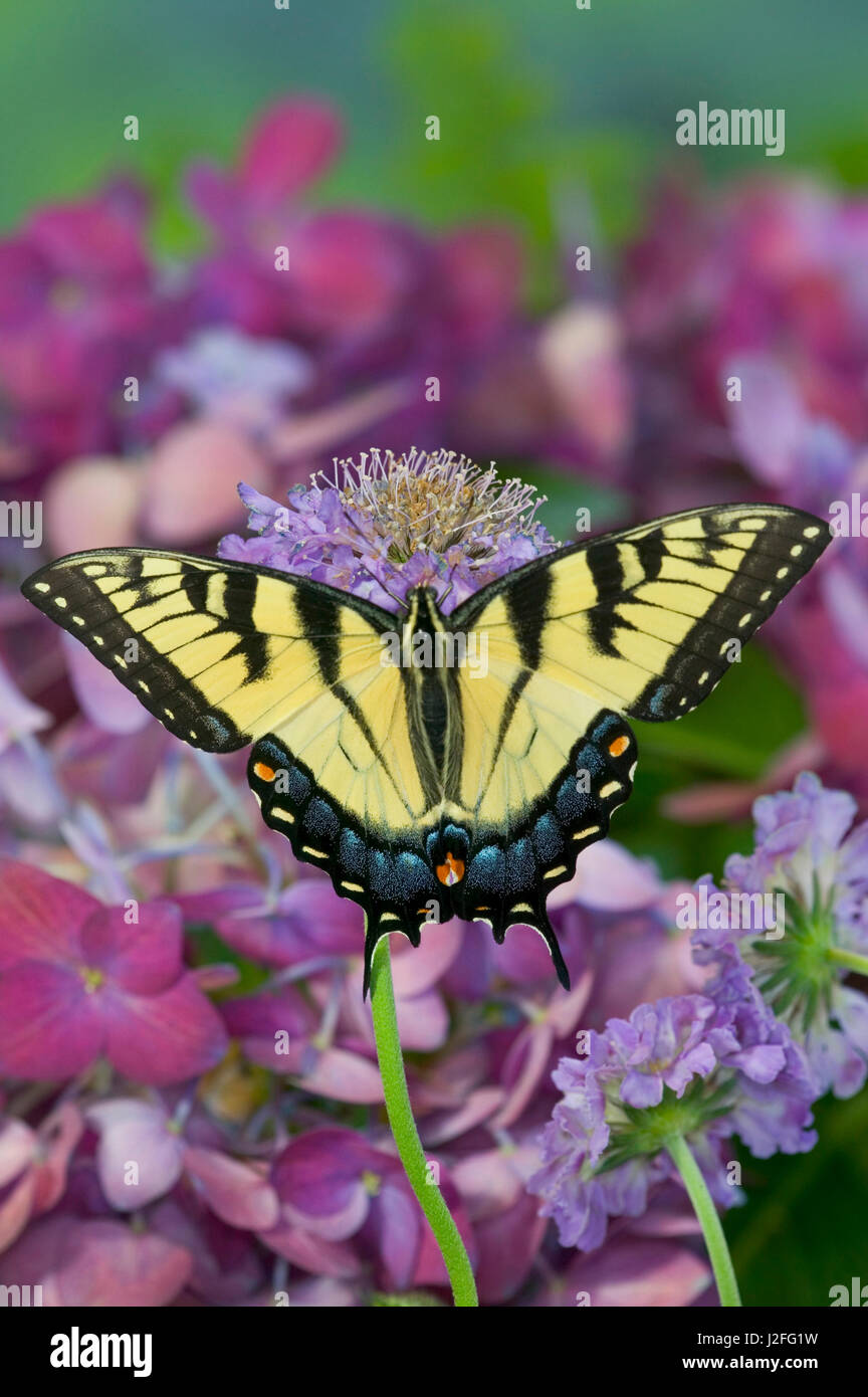 Eastern Tiger Swallowtail Butterfly, Papilio glaucus Stock Photo - Alamy