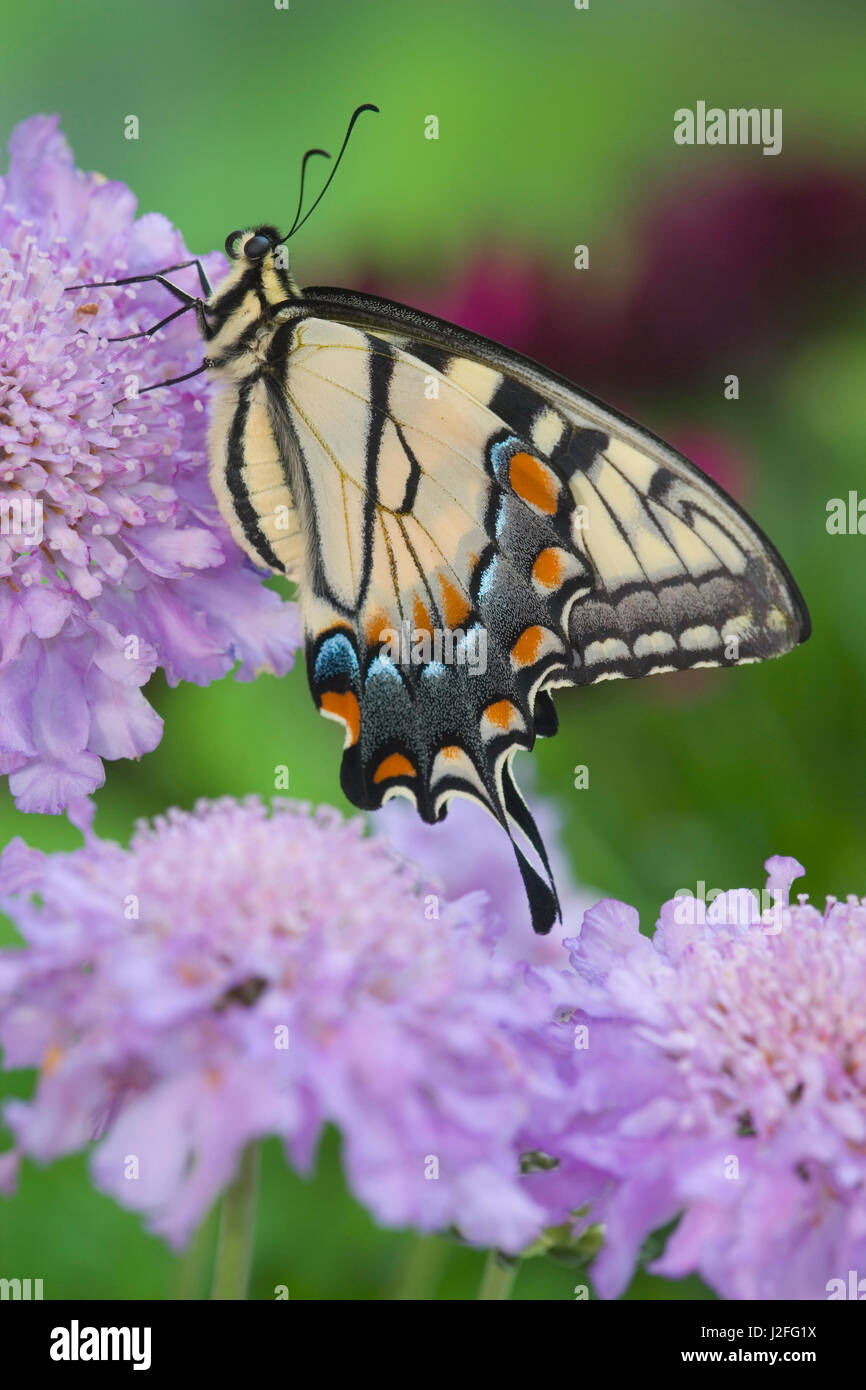 Eastern Tiger Swallowtail Butterfly, Papilio glaucus Stock Photo - Alamy