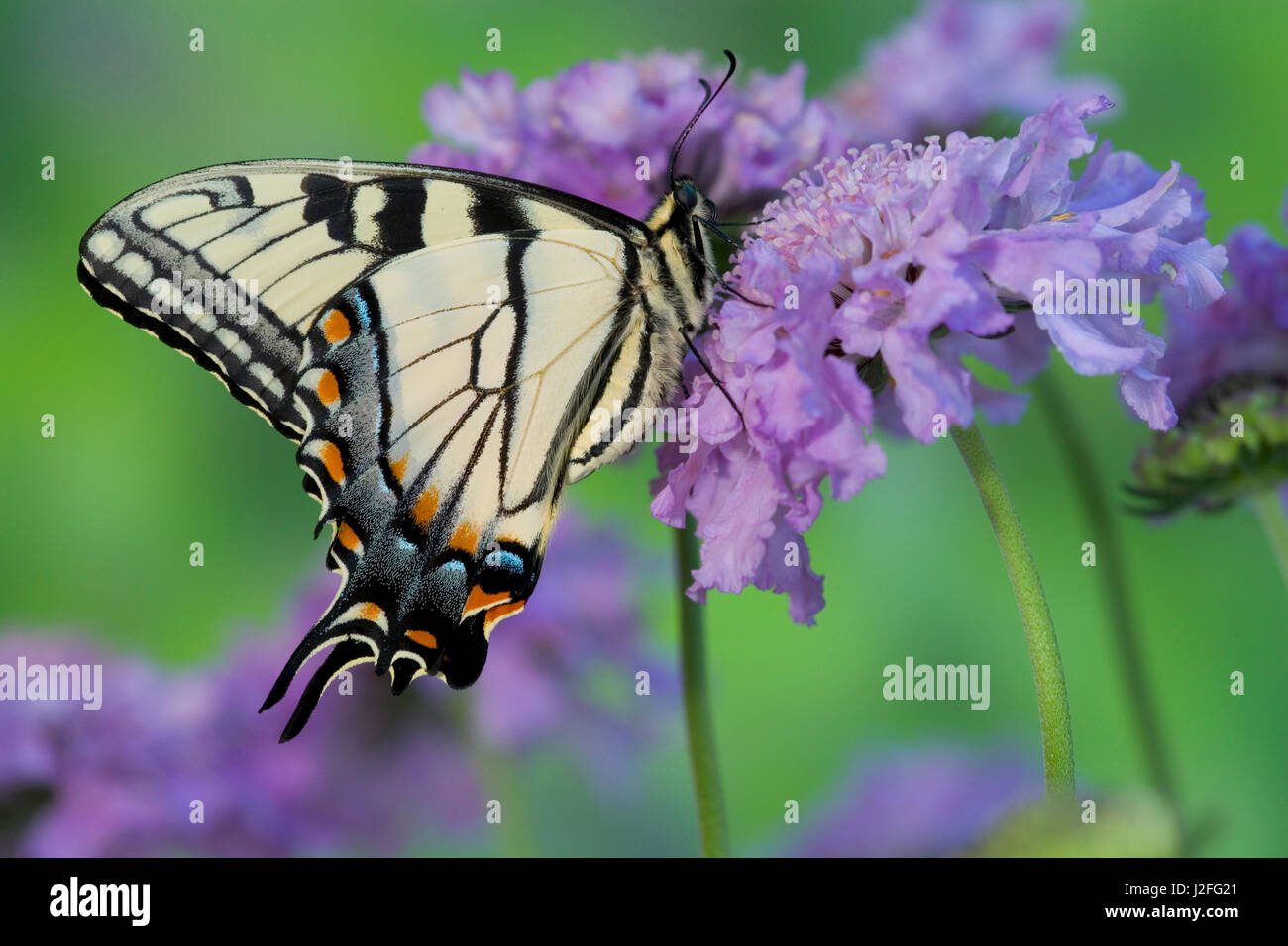 Eastern Tiger Swallowtail Butterfly, Papilio glaucus Stock Photo - Alamy