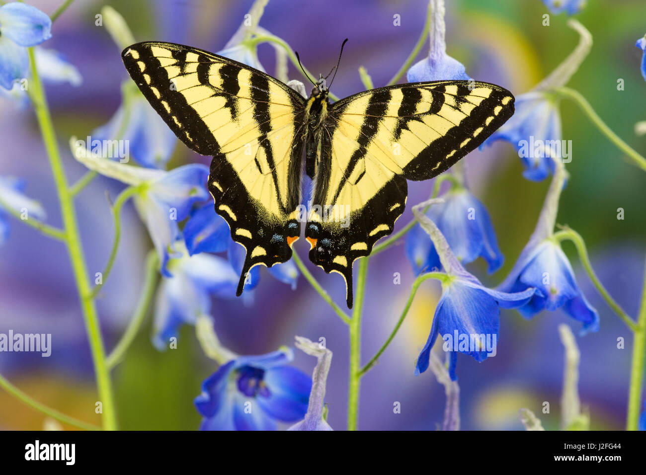 Male Western Tiger Swallowtail Butterfly, Papilio rutulus Stock Photo ...