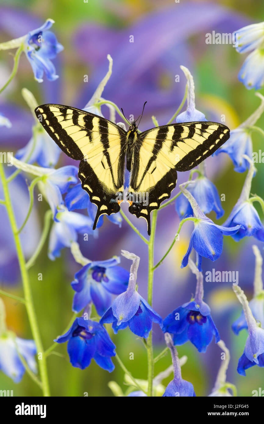 Male Western Tiger Swallowtail Butterfly, Papilio rutulus Stock Photo ...