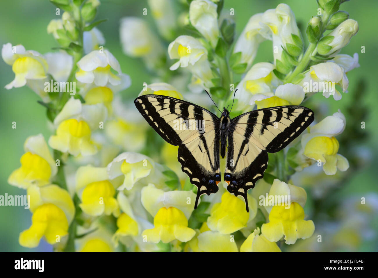 Male Western Tiger Swallowtail Butterfly, Papilio rutulus Stock Photo ...