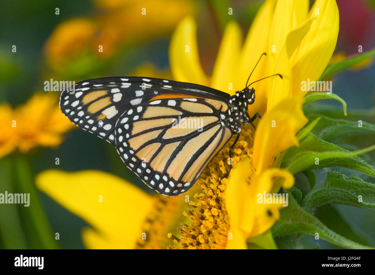 Monarch Butterfly, Danaus plexippus Stock Photo - Alamy